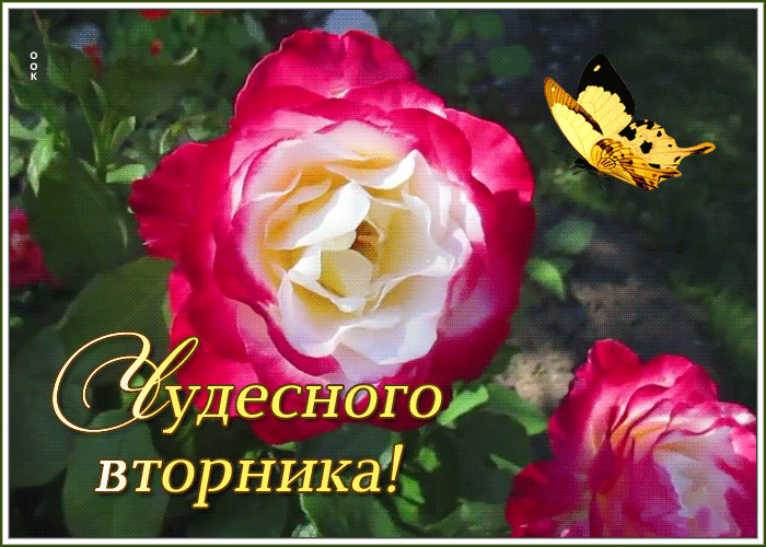 Чудесная открытка с вторником | Открытки Онлайн